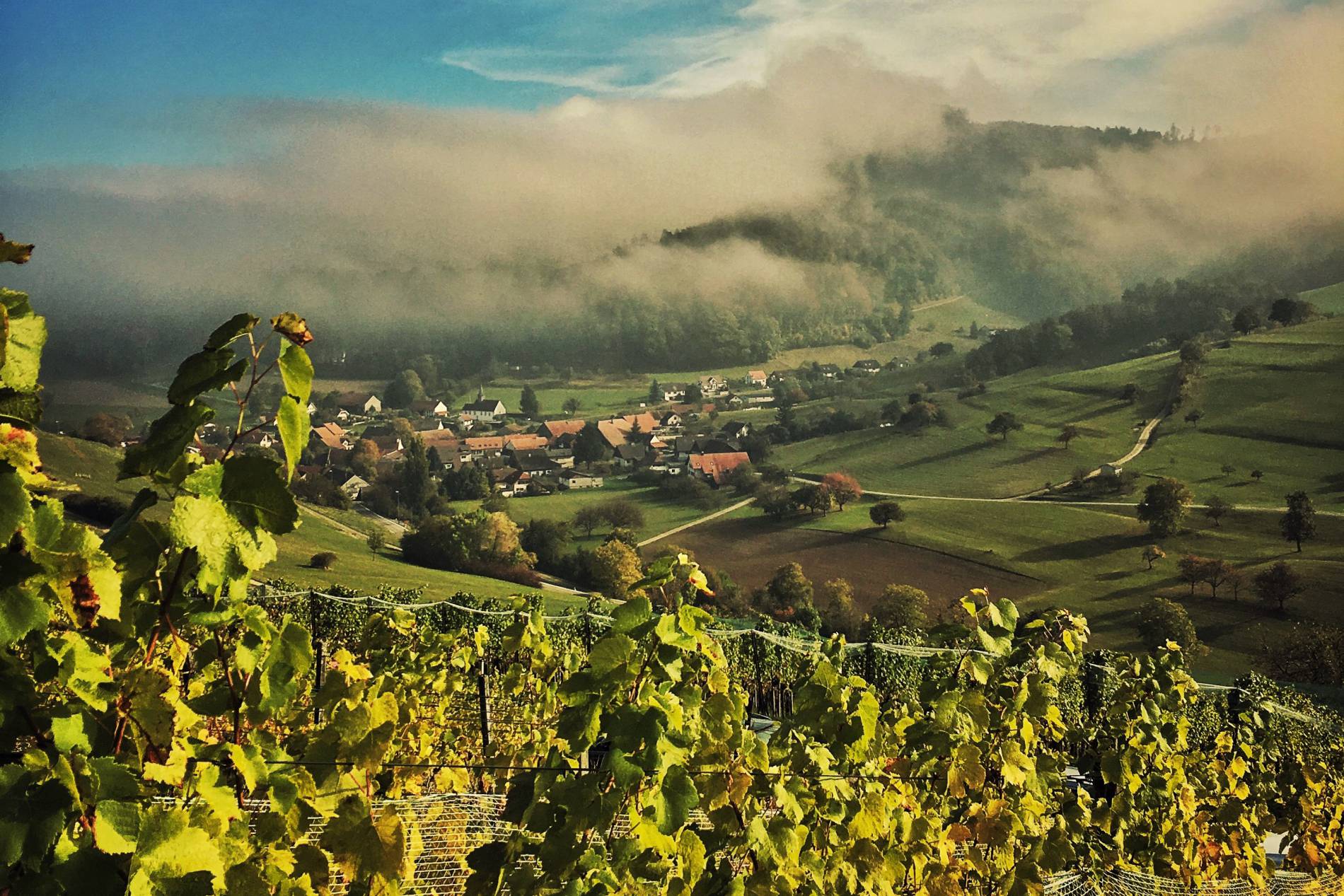 2016 - L'Argovie - Wine Rose